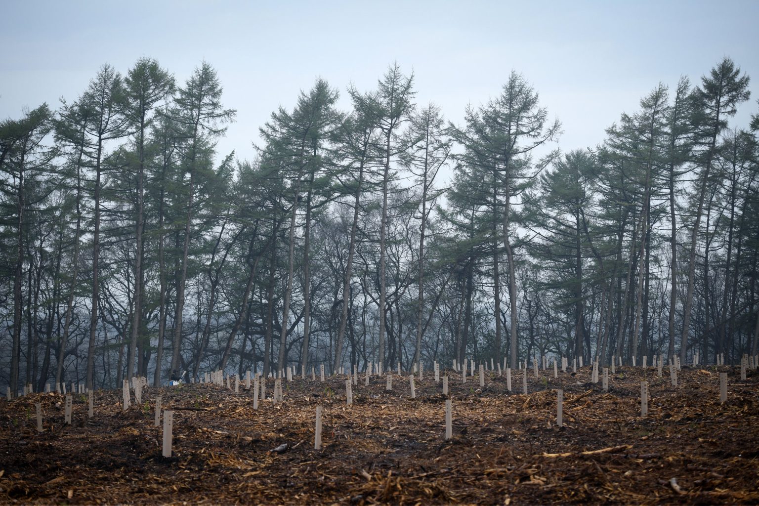 Ten acres of tree-planting at Manorial Wood in Sutton Coldfield | The ...